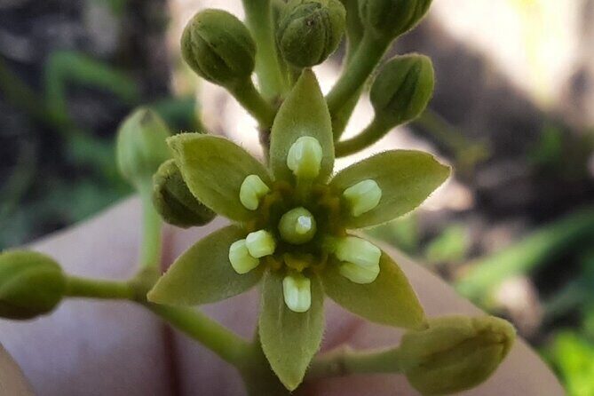 New Zealand Tauranga Tour with Transportation and Snacks - Introduction