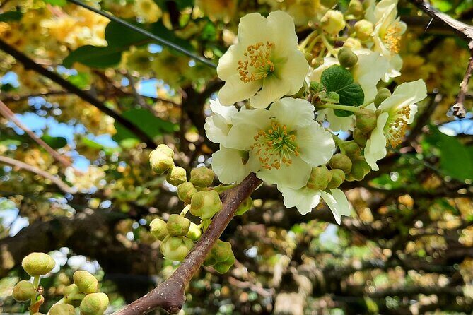 New Zealand Tauranga Tour with Transportation and Snacks - Key Points