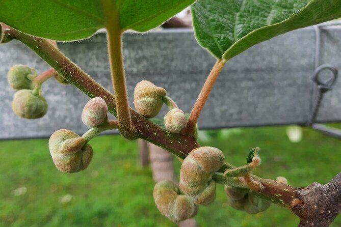 New Zealand Tauranga Tour with Transportation and Snacks - Detailed Breakdown of the Itinerary