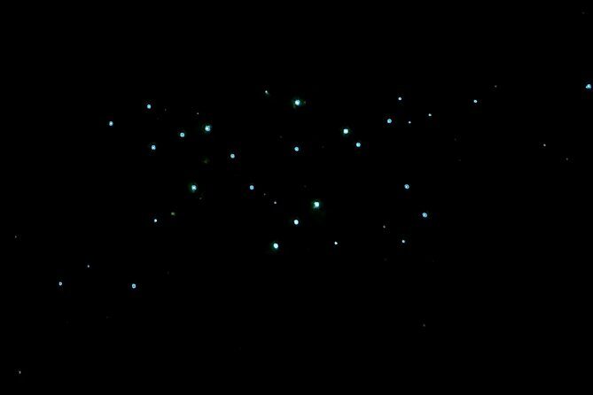 New Zealand Tauranga Tour with Transportation and Snacks - The Sum Up