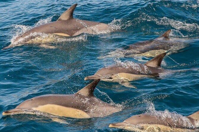 Newcastle: Animal Lovers Tour - Kangaroos, Dolphins & more! - Who Is This Tour Best For?