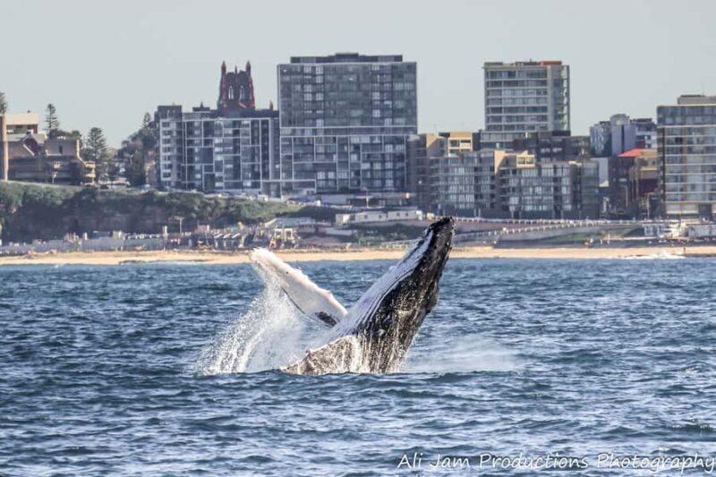 Newcastle: Humpback Whale Watching Cruise and Harbor Tour - The Real Deal: Value & Practicalities