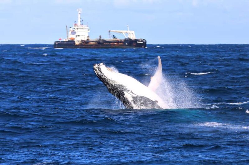 Newcastle: Humpback Whale Watching Cruise and Harbor Tour - Who Should Consider This Tour?