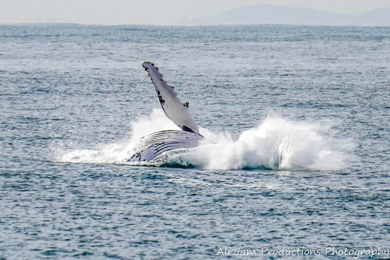 Newcastle: Humpback Whale Watching Cruise and Harbor Tour - Frequently Asked Questions (FAQs)
