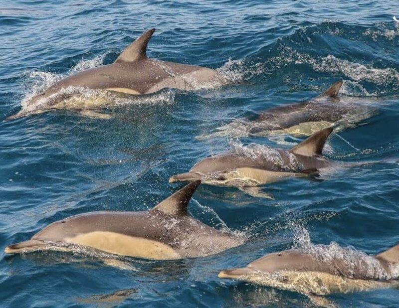 Newcastle: Port Stephens day tour. Dolphins, hike, swim. - An In-Depth Look at the Port Stephens Day Tour