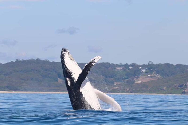 Newcastle: Small Group Humpback Whale Encounter Tour - What to Expect on Your Newcastle Whale Watching Tour