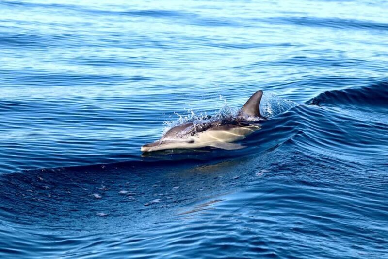 Newcastle: Small Group Humpback Whale Encounter Tour - Who Would Love This Tour?