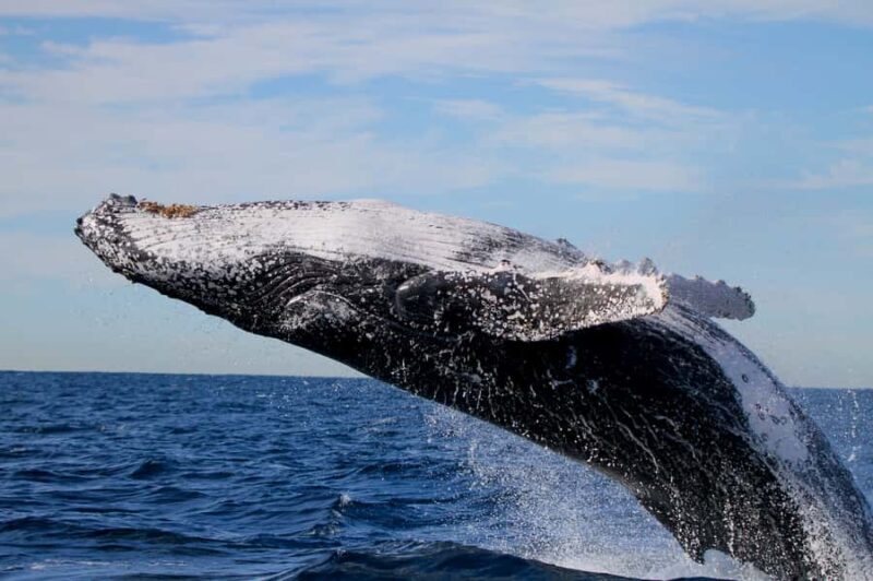Newcastle: Small Group Humpback Whale Encounter Tour - FAQs