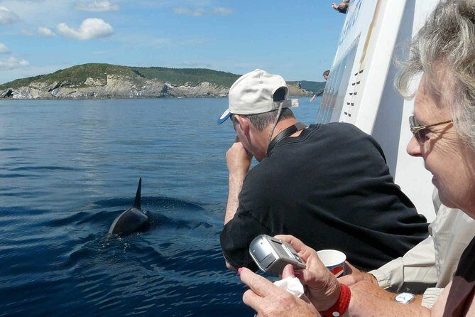 Newfoundland Puffin and Whale Watch Cruise - A Thorough Look at the Experience