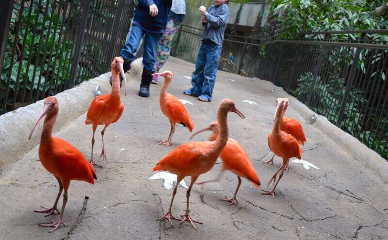 Niagara Falls, Canada: Bird Kingdom Entry Ticket - Why This Experience Is Worth It