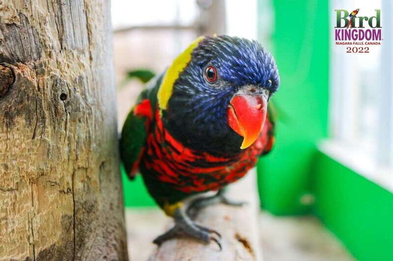 Niagara Falls, Canada: Bird Kingdom Entry Ticket - Who Should Consider Visiting?