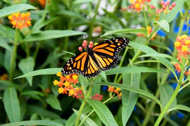 Niagara Falls, Canada: Winter Wonder Tour - Key Points