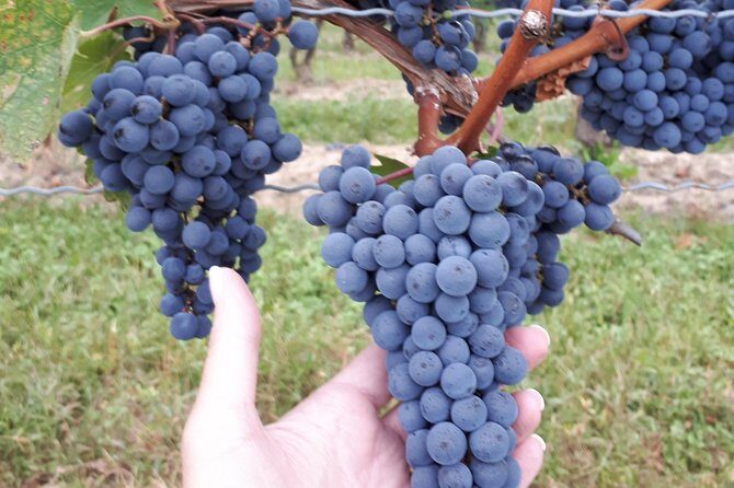 Niagara-on-the-Lake Wine Aft Tour with Cheese from Niagara Falls - Duration, Group Size, and Practicalities