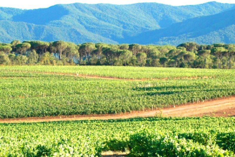 Nice: Full-Day Côtes de Provence Wine Tour - Final Thoughts