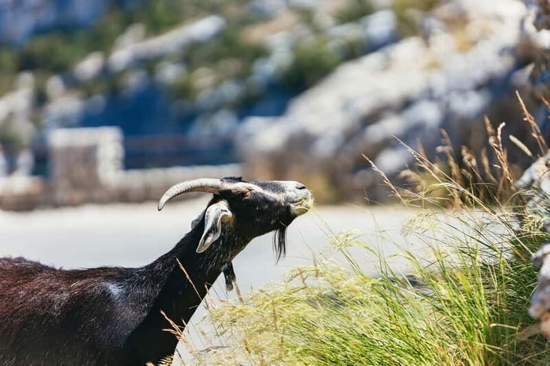 Nice: Gorges of Verdon and Fields of Lavender Tour - FAQs
