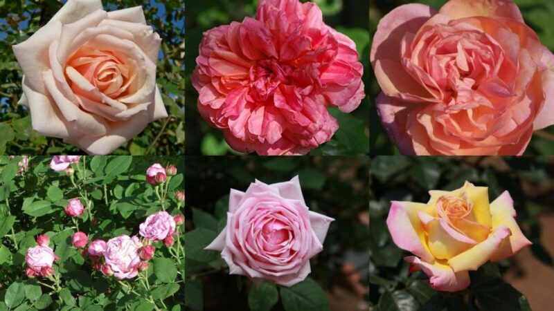 Nice: Medieval Villages Full-Day Guided Trip - Frequently Asked Questions