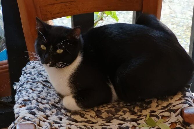 Nicosia: Green Line and Buffer Zone Guided Walk - The Experience You Can Expect