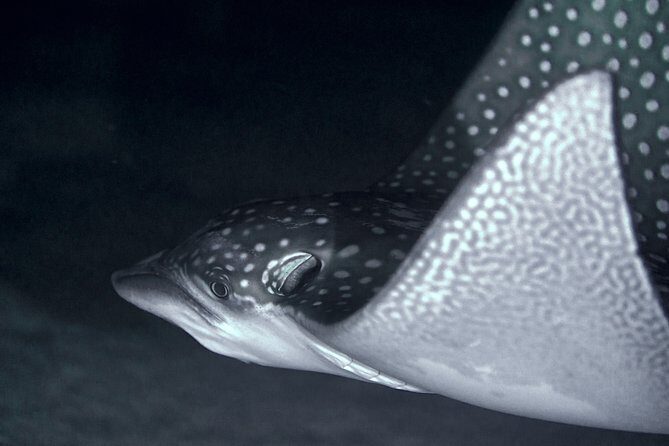 Night Snorkeling - Discover the Magic of Night Snorkeling in Moorea