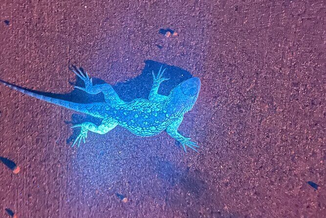 Night time fluorescent Rockhounding Tour - FAQ