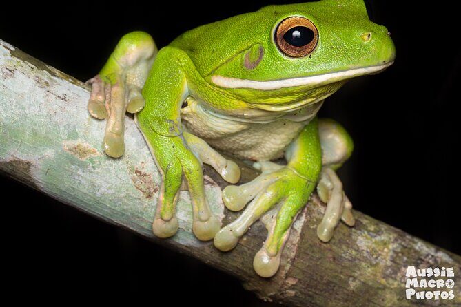 Night Walk in Cairns Botanic Gardens - Let's Go Buggin - What to Expect from the Cairns Night Walk