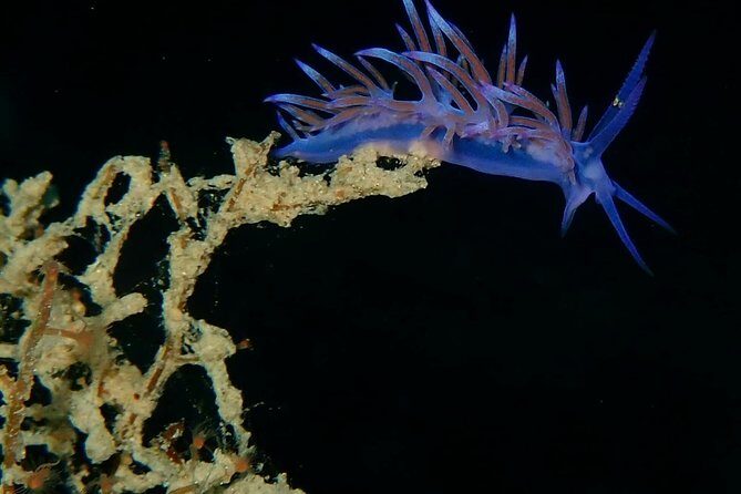 Nima Diving Center, Naxos, Greece - Key Points