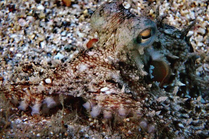 Nima Diving Center, Naxos, Greece - A Closer Look at Nima Diving Center: What Makes This Tour Special