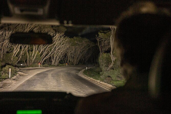 Nocturnal Tour of Kangaroo Island - An In-Depth Look at the Tour Experience