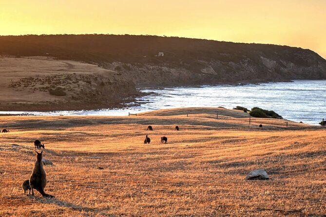 Nocturnal Tour of Kangaroo Island - The Sum Up