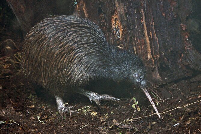 Nocturnal Wonders Tawharanui Kiwi Spotting and Stargazing Tour - What the Tour Entails: A Closer Look