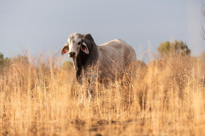 Nogo Station Experience - Shearing and Local Stories