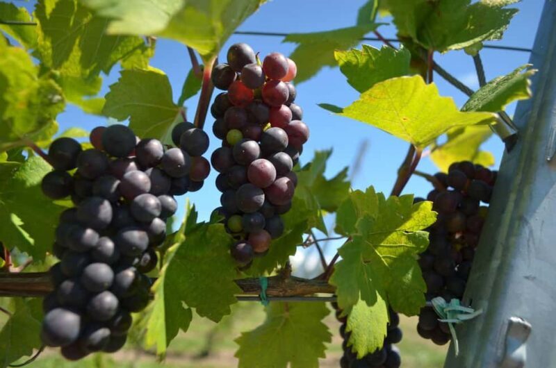 NON BUS VIP Red Wine Lovers Old Mission Traverse Wine Tour - The Experience of the Wineries