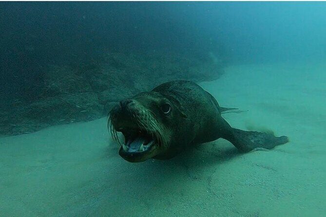 Non-Certified Diving Adventure in Cabo San Lucas - Pricing and Inclusions  
