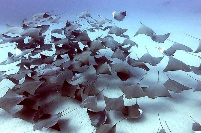 Non-Certified Diving Adventure in Cabo San Lucas - Flexibility and Cancellation  