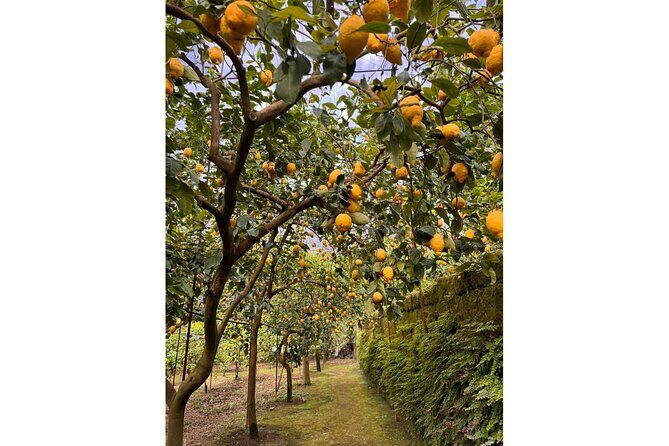 Nonno Mario Sorrento Lemon tour - Who Would Love This Tour?