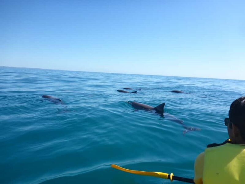 Noosa: Epic Ocean Kayak with Dolphins & 4WD Beach Adventure - FAQ
