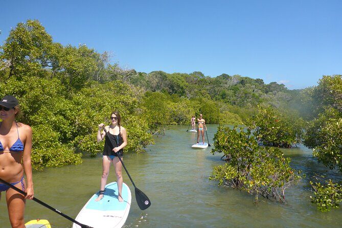 Noosa: Epic Stand Up Paddle Stingray & Mangrove Tunnel Tour - Introduction: A Smooth Escape into Noosa’s Calm Waters