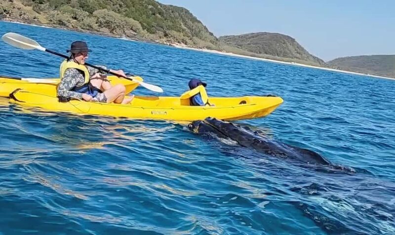 Noosa: Epic Whale Watching Ocean Kayak Tour & Beach 4X4 - The experience in detail