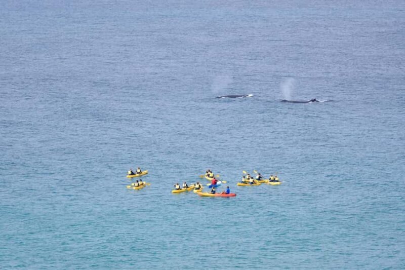 Noosa: Epic Whale Watching Ocean Kayak Tour & Beach 4X4 - Price and value
