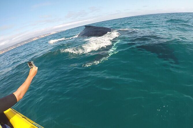 Noosa: Epic Whale Watching On Ocean Kayaks & Beach 4X4 Tour - An In-Depth Look at the Tour Experience