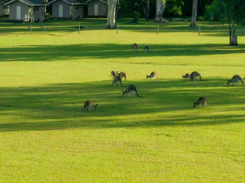 Noosa: Everglades Explorer Cruise - Lunch and Relaxation