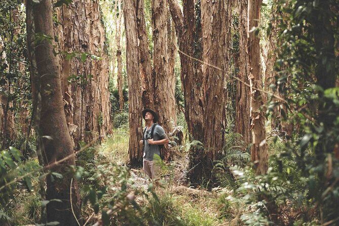 Noosa Everglades Tour with River Cruise and Hinterland Villages - The Sum Up