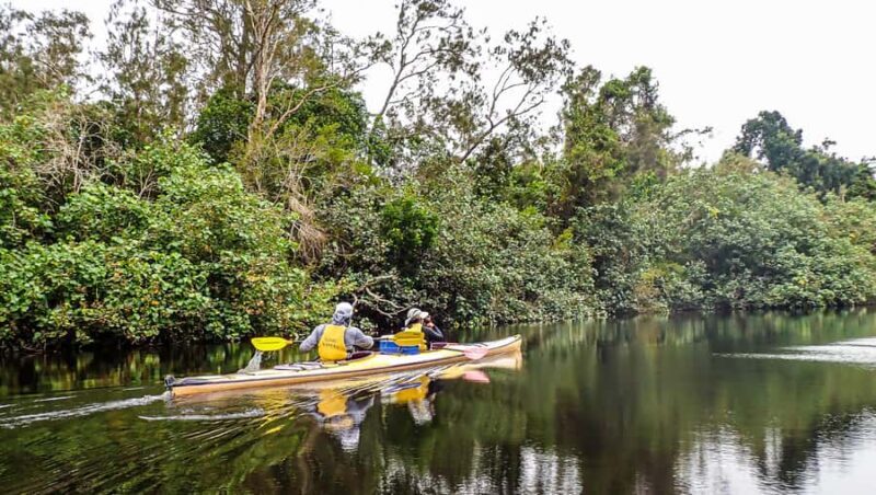 Noosa Everglades: Truly Sustainable Guided KAYAK Tour - What To Expect: Day-by-Day Breakdown