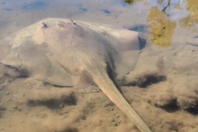 Noosa Heads: Epic Hidden Waterways & Wildlife Kayak Tour - An In-Depth Look at the Noosa Waterways & Wildlife Kayak Tour