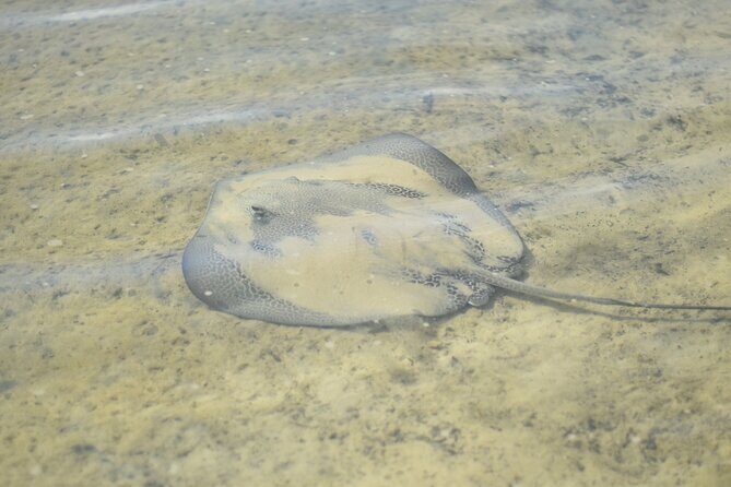 Noosa Heads: Epic Hidden Waterways & Wildlife Kayak Tour - FAQs