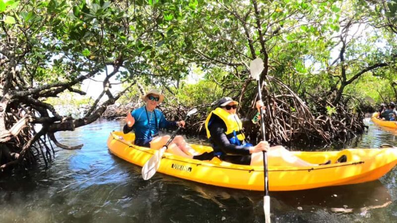 Noosa Heads: Hidden Waterways Wildlife Kayak (Fully Guided) - An In-Depth Look at the Noosa Waterways Wildlife Kayak Tour