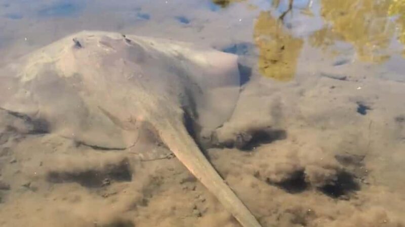 Noosa Heads: Hidden Waterways Wildlife Kayak (Self-Guided) - What Can You Expect During the Tour?