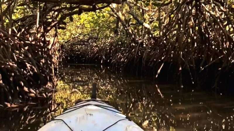 Noosa Heads: Hidden Waterways Wildlife Kayak (Self-Guided) - Review Highlights and Traveler Feedback