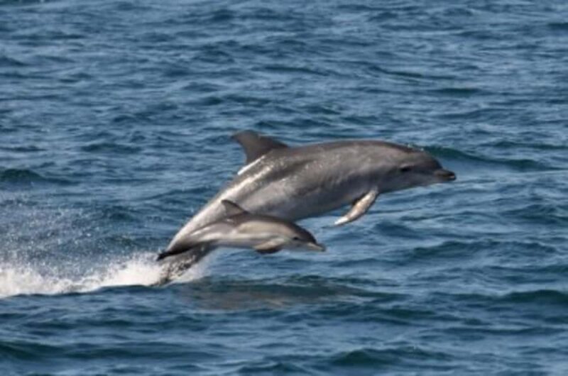 Noosa: National Park and Dolphin Watching Safari - What to Expect on the Noosa Dolphin Safari