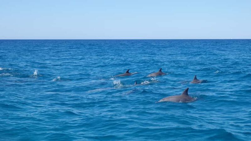 Noosa: Noosa Ocean Adventure with Dolphin Watching - Practical Details and Why They Matter