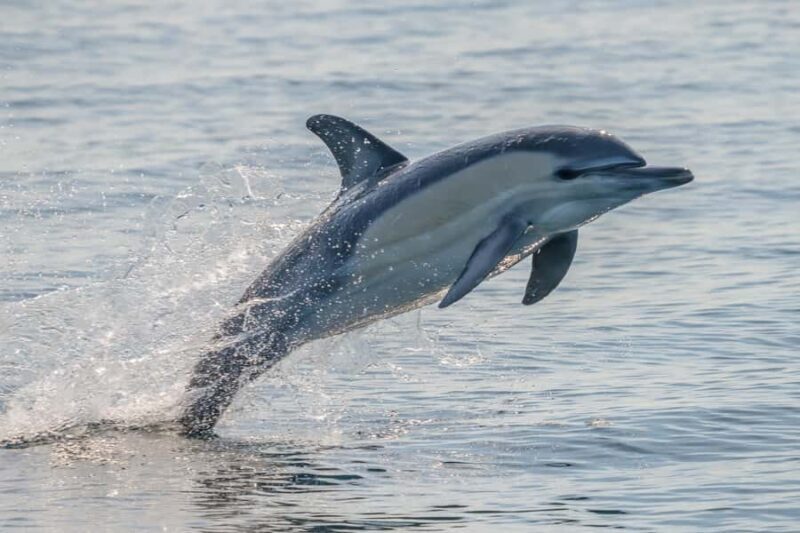 Noosa: Noosa Ocean Adventure with Dolphin Watching - The Sum Up